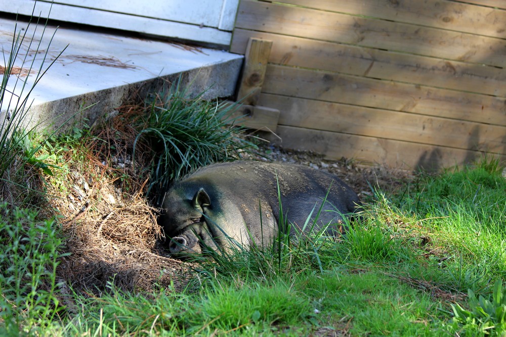 Mini-farm campsite animals Brittany